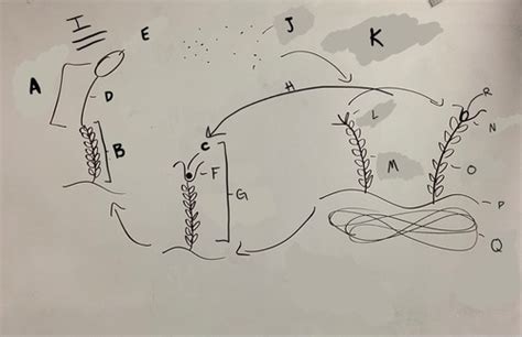 Protista Fungi Plantae Test Flashcards Quizlet