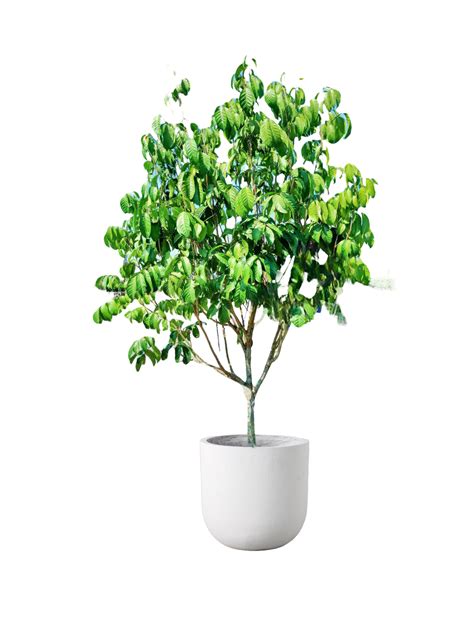 Longan Tree Thai Garden Design