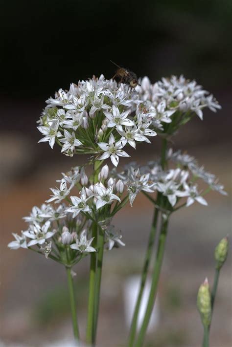 Allium Barsczewskii Alchetron The Free Social Encyclopedia