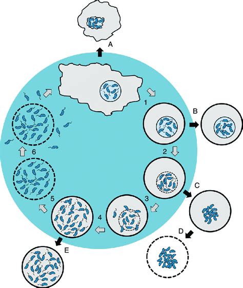 Ciclo De Vida Da Acanthamoeba Castellanii Acanthamoeba Spp