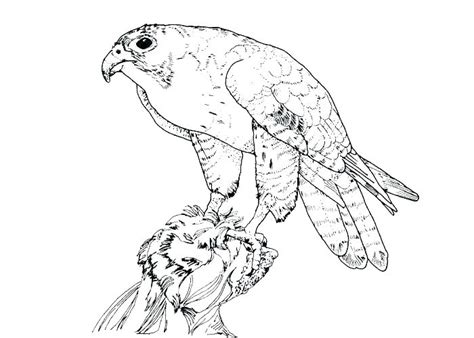Birds Of Prey Coloring Pages At Free Printable