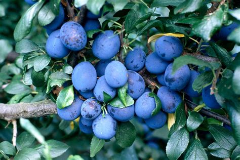 How To Grow Damsons Rhs Guide