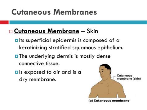 Cutaneous Membrane