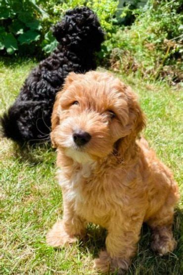 Cockapoo Generations Guide F1 F1b F1bb F2 F2b F2bb Etc