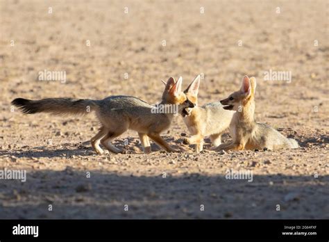 Cape Fox Vulpes Chama Kits Cubs Pups Playing At The Den At Dawn