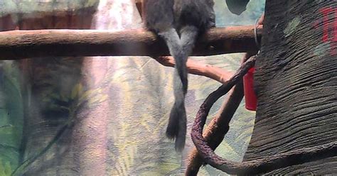 Monki Love Album On Imgur