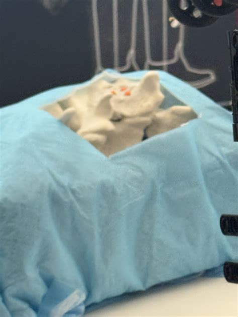 Custom Workflow Instance Segmentation Instance Segmentation Dataset And