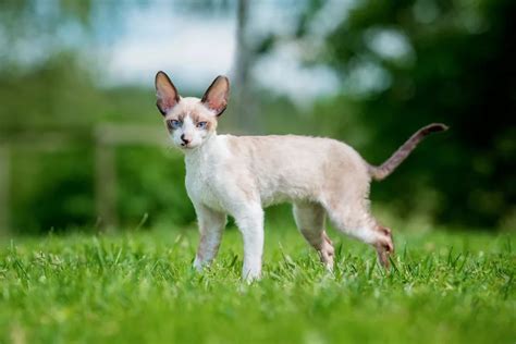 Cornish Rex Animaux Biz