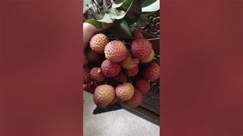 Licchishort Vedio Youtube