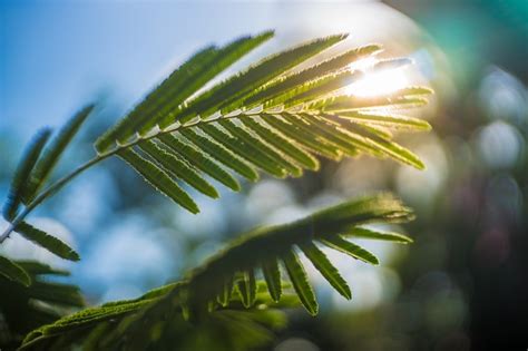 Premium Photo Climbing Wattle Acacia Or Cha Om Leaf In Sunset