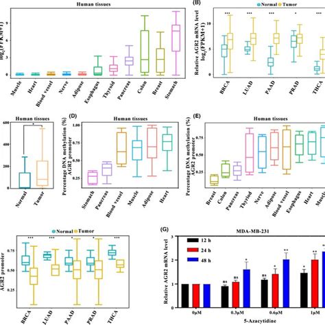 Inverse Association Between The Levels Of Anterior Gradient‐2 Agr2