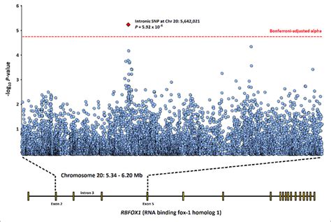 Manhattan Plot For Part Of Rbfox1 Chromosome 20 534 620 Mb