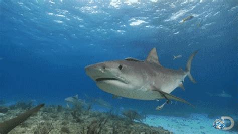 Shark S