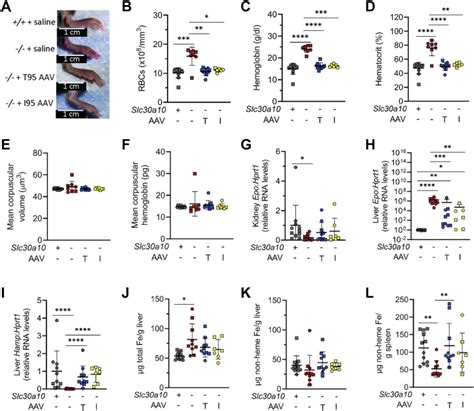 Aav Mediated Hepatic Expression Of Slc30a10 And The Thr95ile Variant