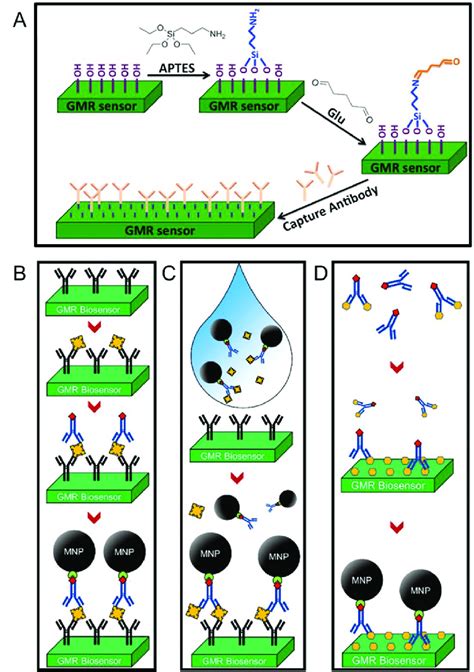 Schematic Diagram Of A Surface Modification And Capture Probe
