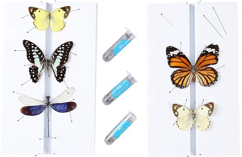 Making Insect Specimen Tools Kit 300pcs Insect Pins In Size 123