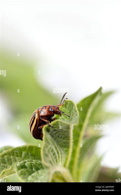 Potato Bugs On Foliage Of Potato On Natural Background Leptinotarsa