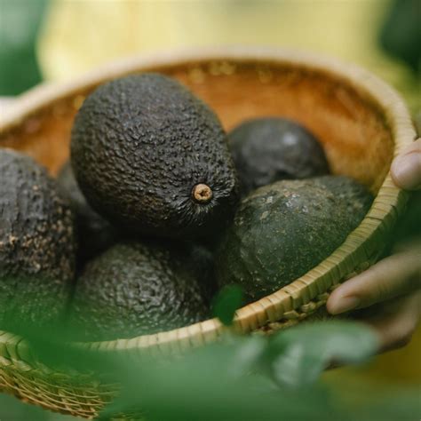 El Amor Y La Lucha De Chavela Vargas Retratados En Un Nuevo Documental Infobae