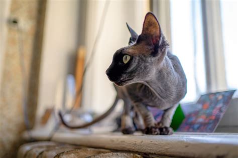 Kucing Sphinx Dengan Moncong Hitam Kucing Di Ambang Jendela Foto Stok