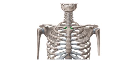Cingulum Pectorale Botten Foto 1 Diagram Quizlet