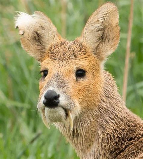 Chinese Water Deer Wildlife Photography