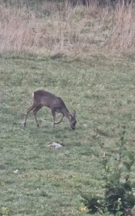 Danijel Bićanić On Linkedin Sjedim Jutros Na Balkonu I Razmišljam O Svemu što Slijedi Ovaj