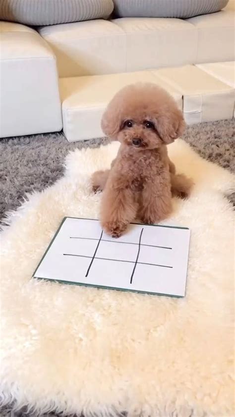 I Win I Win Cute Dogs Funny Animal Videos Cute Animals Puppies