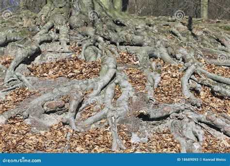 Roots System Of A Beech Stock Image Image Of Seasons 18689093
