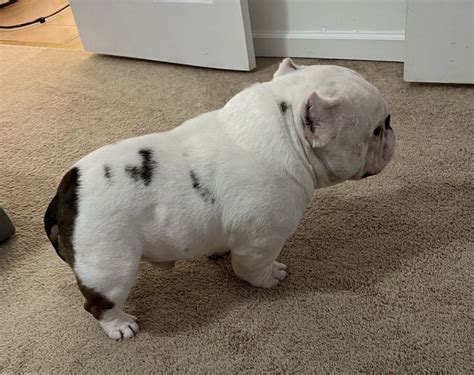 Teacup Pitbull