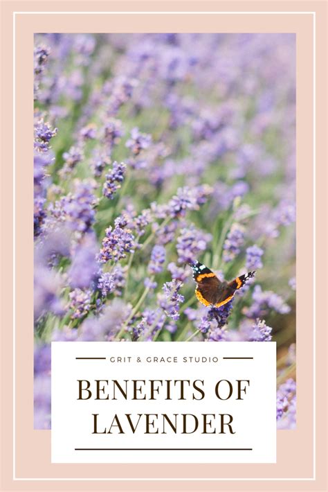 Lavender Plant Benefits