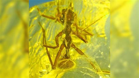 Oregon State University Researcher Details Rare Fossil With Shapeshifting Spider