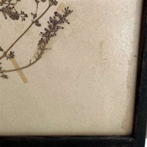 19th C Mounted Botanical Specimen 1
