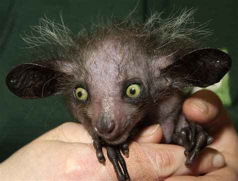 Looks Like Dobby And Id Give Him Socks Imgur