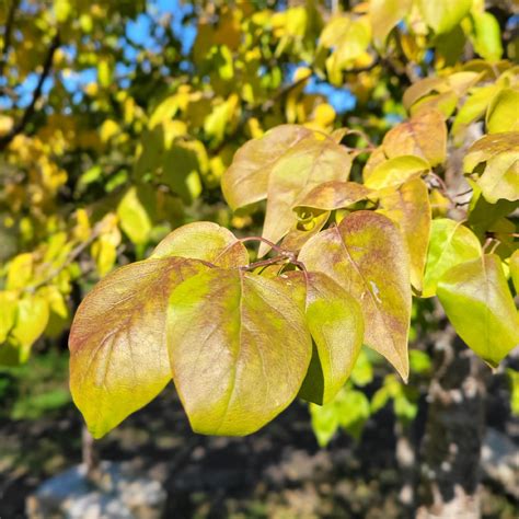 Syringa Pekinensis ‘zhang Zhiming Beijing Gold Japanese Tree Lilac