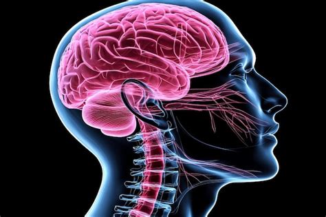 Cognitive Flexibility Prefrontal Cortex And Cognitive Reserve Glowing Human Brain Illustration