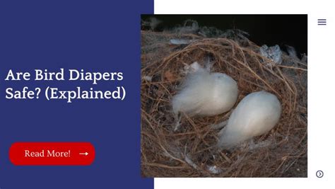 Are Bird Diapers Safe Explained Unified Pets