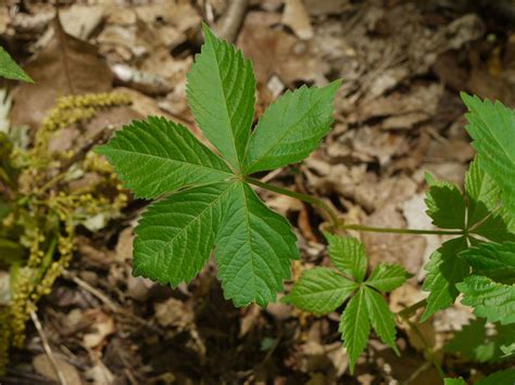 Poison Ivy Looks Similar” To Virginia Creeper Identify That Plant