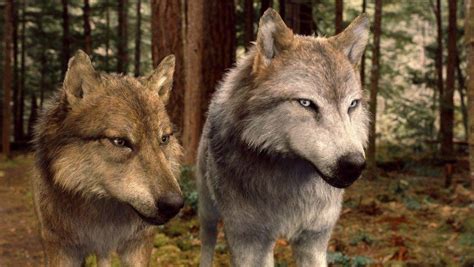 Twilight Wallpaper Jacob Wolf