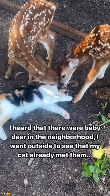 🦌 🐈 🤎 Tumbex