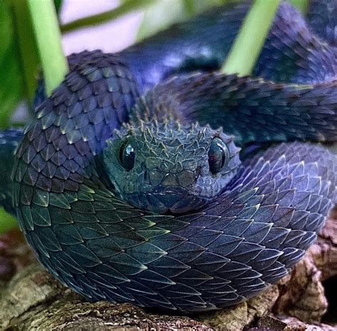Black Bush Viper Artofit