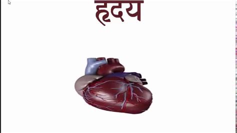 4std Science Pahu Tari Sharirachya Aat Youtube