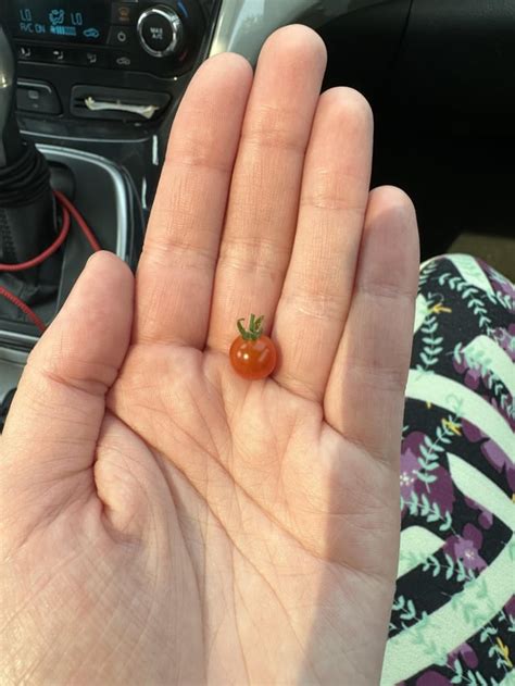 My Mom Gave Me This Tiny Tomato From Her Garden Rtinyunits