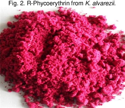 Pdf Extraction Of R Phycoerythrin From Kappaphycus Alvarezii Doty