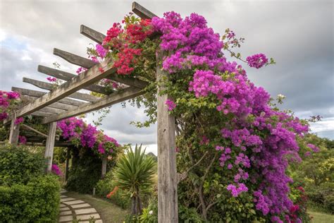 18 Creative Trellis Ideas For Bougainvillea