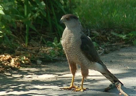 Young Hawk Hawk St Cloud Mn Keith Ewing Flickr