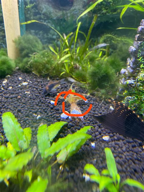 Is This Plant Dead Raquaponics