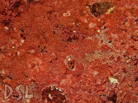 Smithsonian Tropical Research Institute Digital File Manager