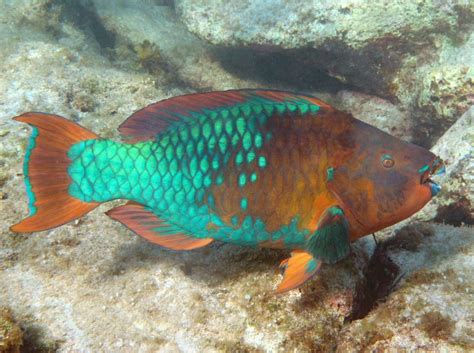 Scarus Guacamaia Rainbow Parrotfish