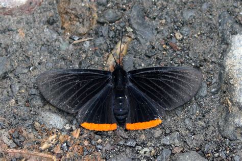 Melanis Cinaronキナロンシジミタテハ