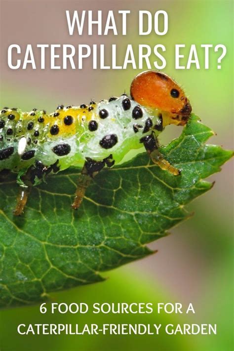 Do Cecropia Caterpillars Eat Sugar Maple